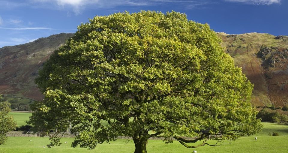Tu és daqui ou de longe? E quais são os teus domínios? Sou natural da ...